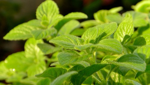 Nepitella – Calamentha nepeta » Adri Barr Crocetti